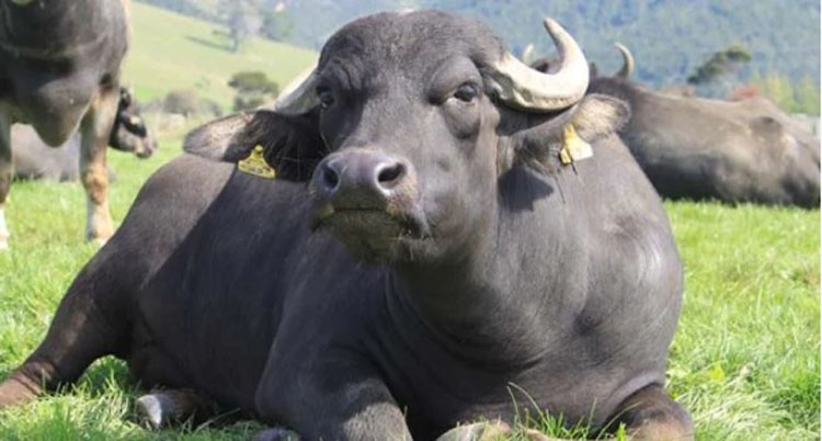 Assam: Wild buffalo that strayed out, tranquillized in Guwahati