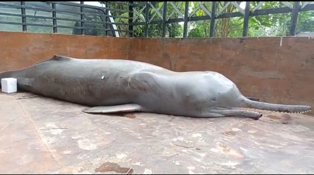 Assam: Gangetic Dolphin carcass found in Lakhimpur