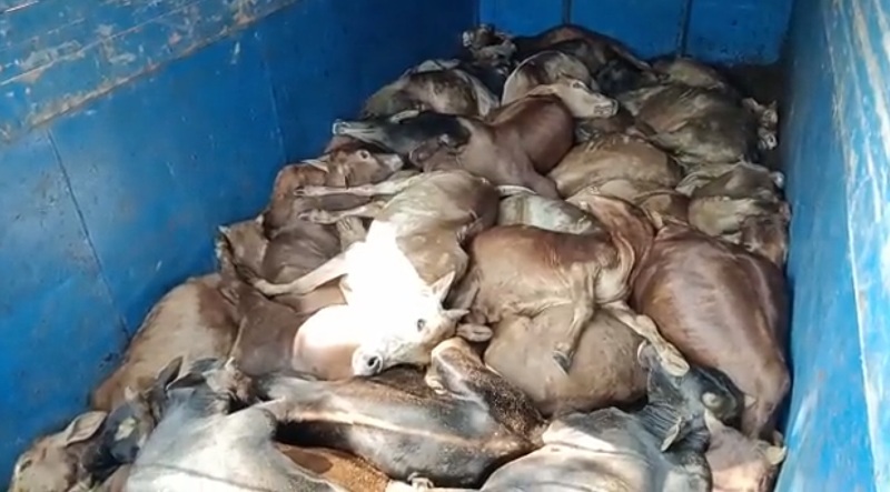 Assam: Five arrested, 35 cattle rescued in Guwahati Assam: Five arrested, 35 cattle rescued in Guwahati