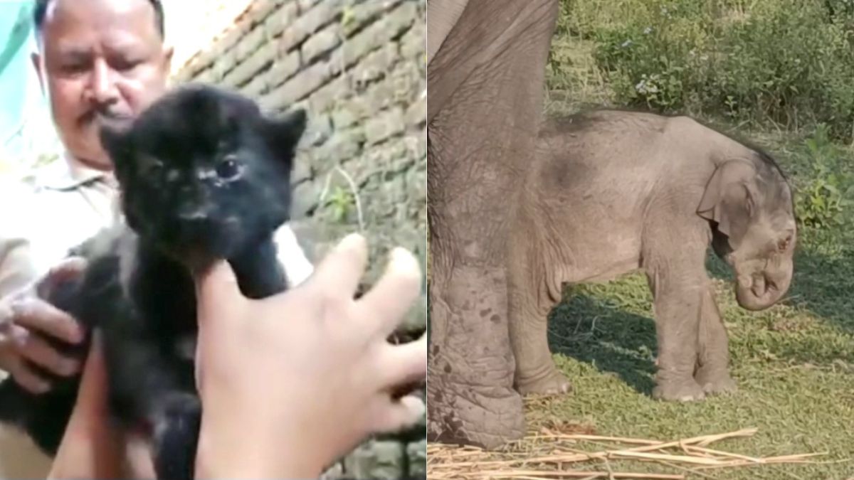 Assam State Zoo welcomes newborn black panther, Kaziranga welcomes baby ...