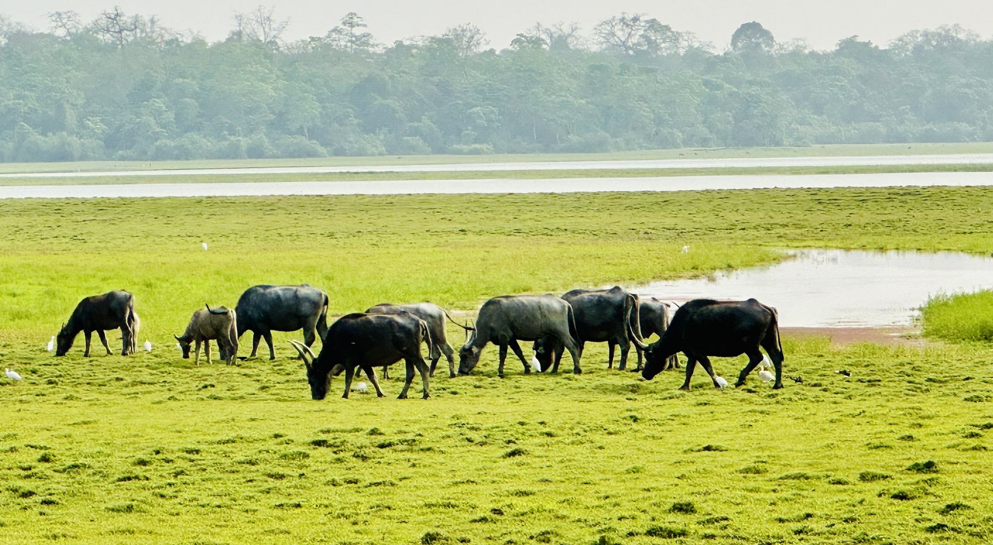 Wild buffaloes from Assam to be translocated to Chhattisgarh