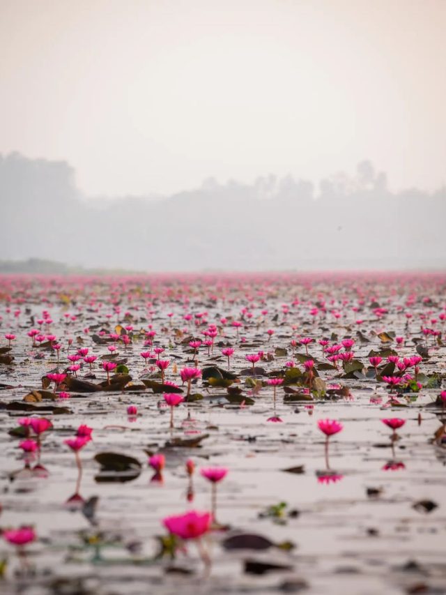 Urpad Beel : A Beautiful Wetland of Goalpara - NORTHEAST NOW