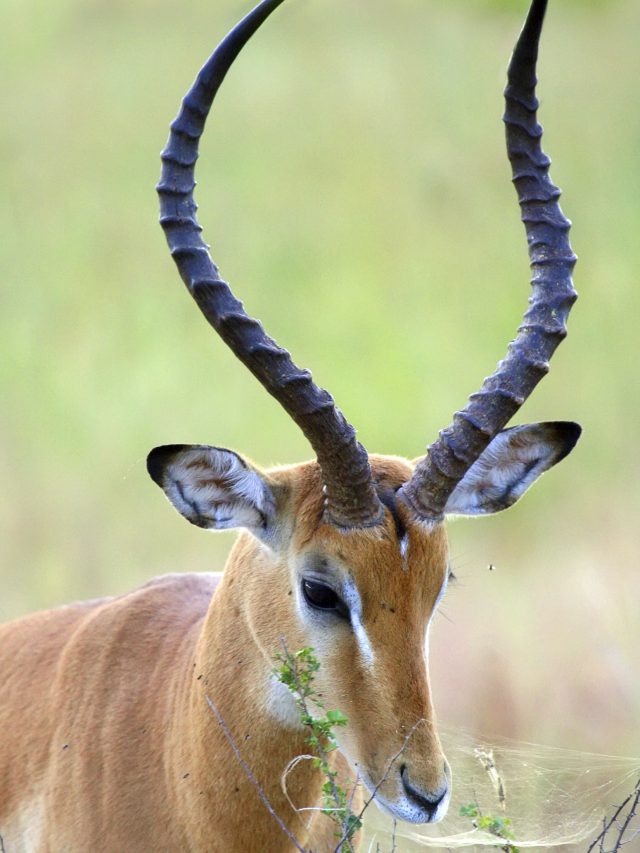 Animals with striking horns - NORTHEAST NOW