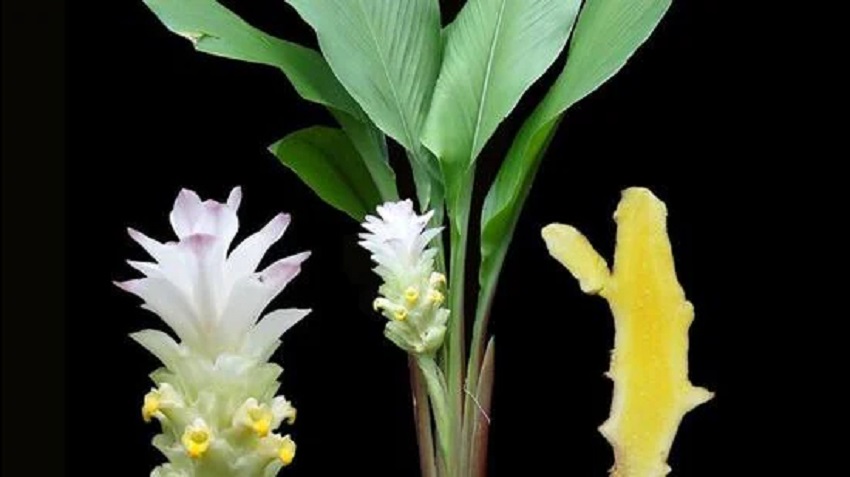 Manipur University researchers discover new plant species along Sekmai ...
