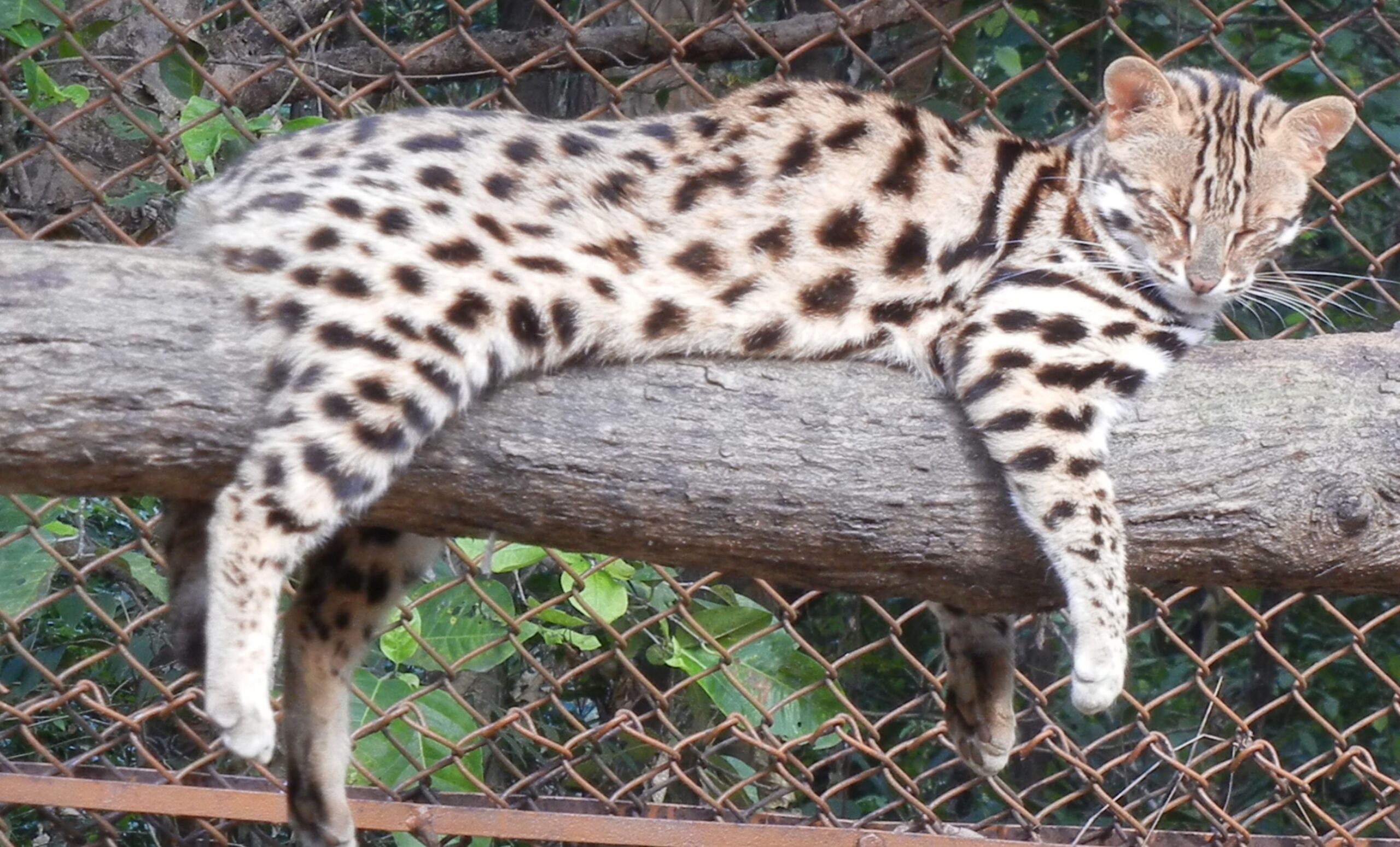 “Favourable conditions and diet important for ex-situ conservation of ...