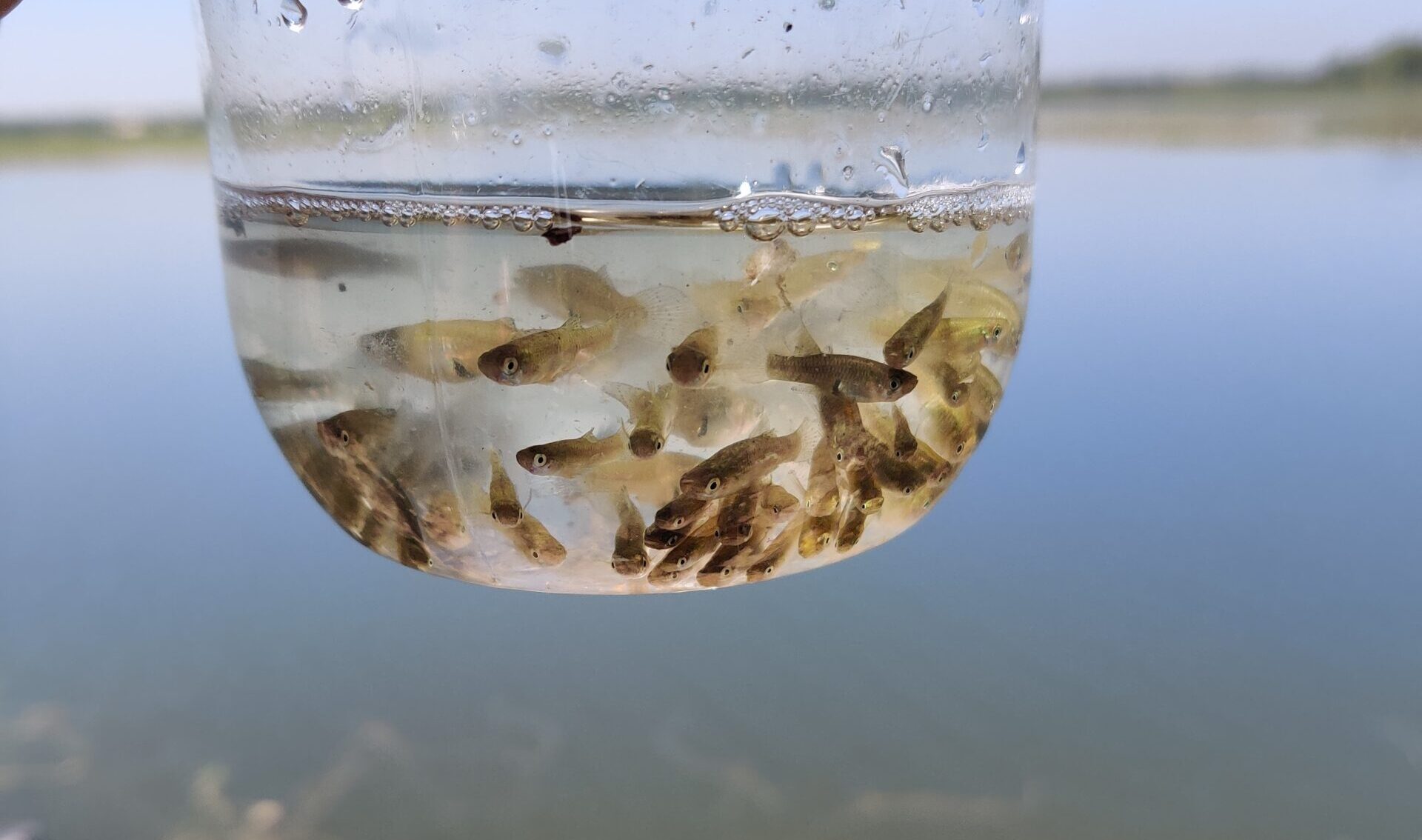 Interlinking of rivers could flood India’s freshwater with invasive fish
