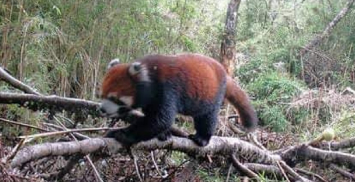 Endangered Red Panda spotted in Sikkim