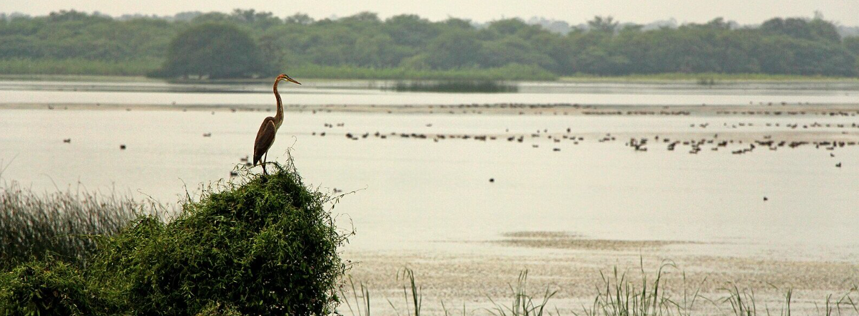 India adds five more wetlands to its list of Ramsar sites