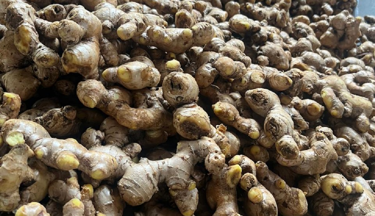 Assam organic ginger exported to Dubai