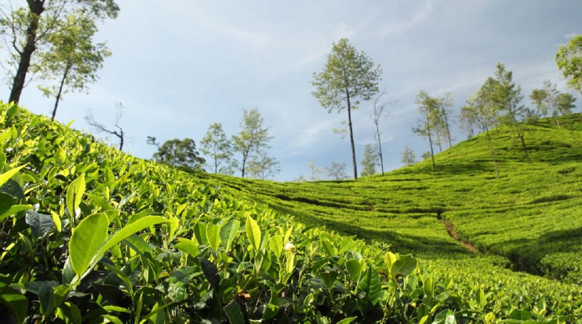 Assam tea industry crisis: Bought leaf factories' ‘shut-down’ protest ...