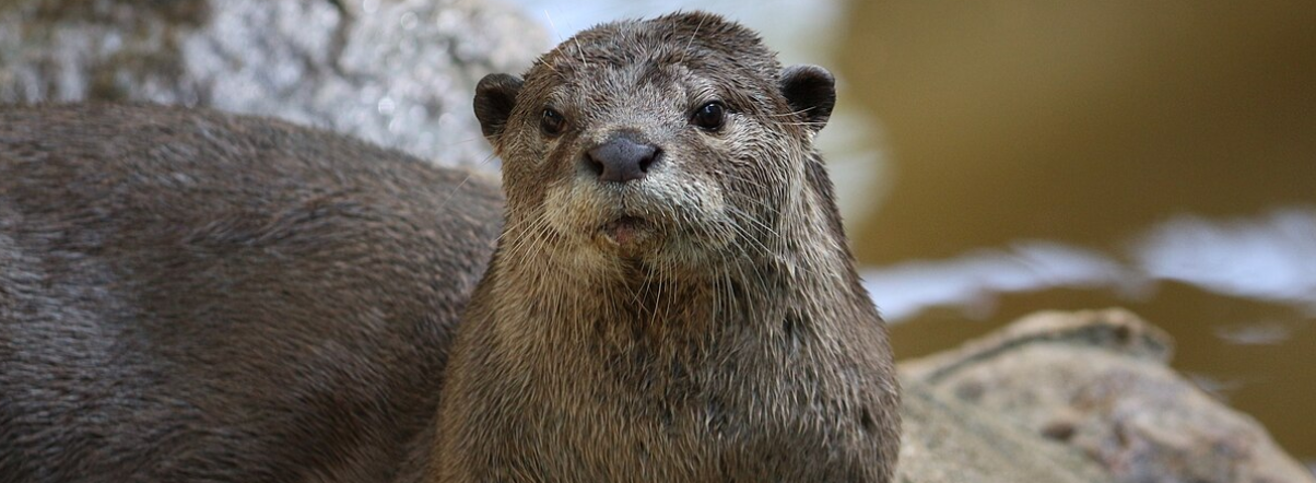 Otters face heat from smugglers in northeast India