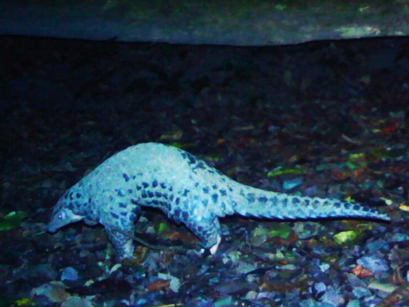 Assam: First evidence of Chinese pangolin found in Raimona park